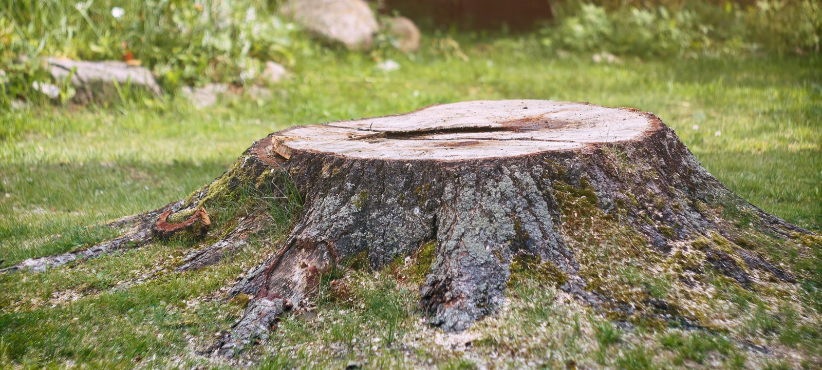 Stump Grinding - Freedom Tree Service, Inc.